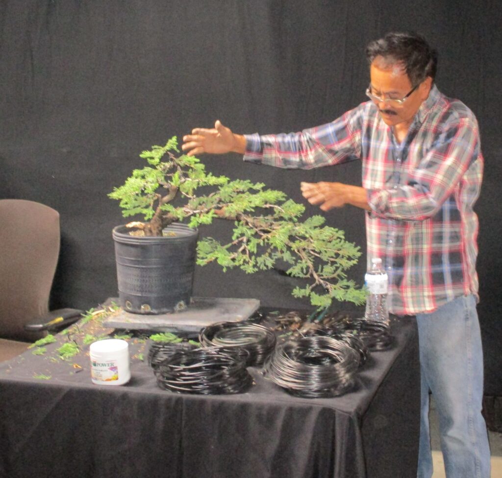 Santa Anita Bonsai Society | A community dedicated to the study and ...
